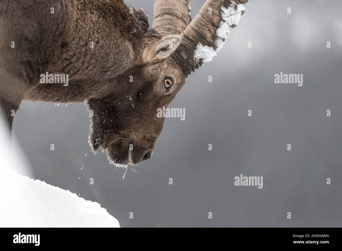 Alpine ibex capra feeding hi-res stock photography and images - Alamy