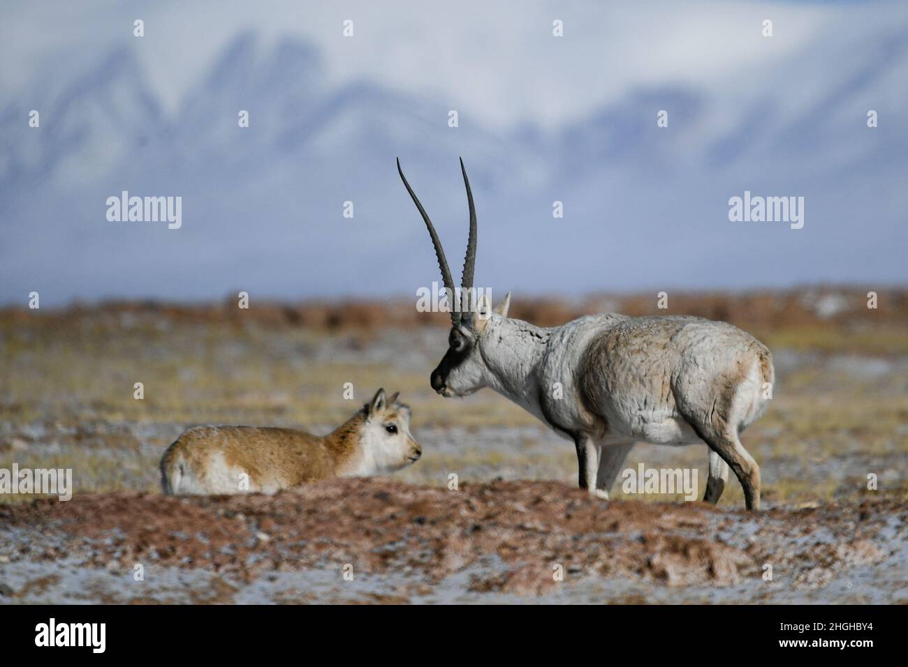 Binbin xinhua hi-res stock photography and images - Alamy