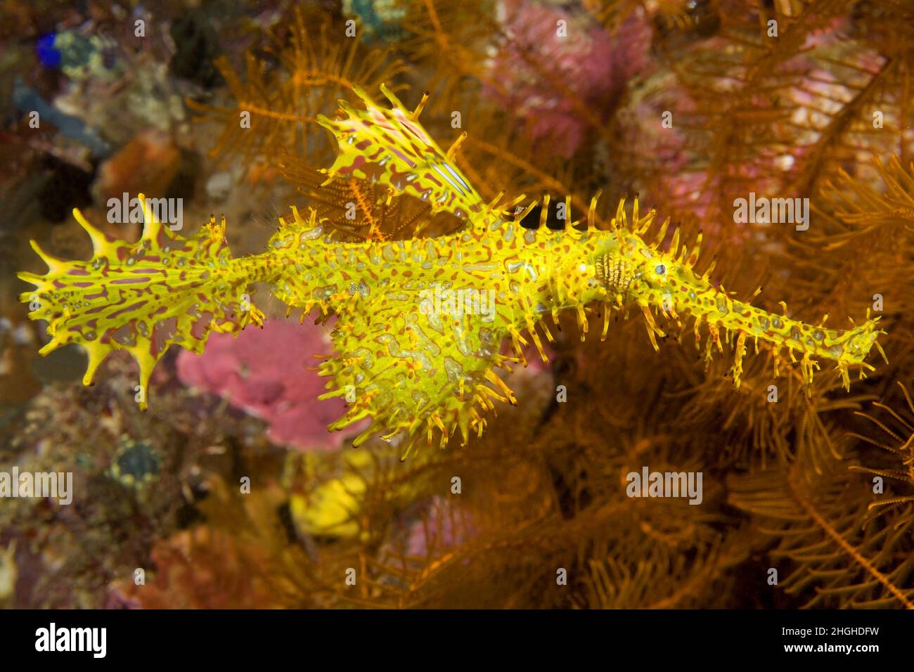 Ghost Pipe Fish High Resolution Stock Photography and Images - Alamy