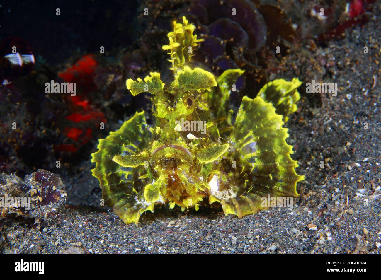 Rare species of scorpion hi-res stock photography and images - Alamy