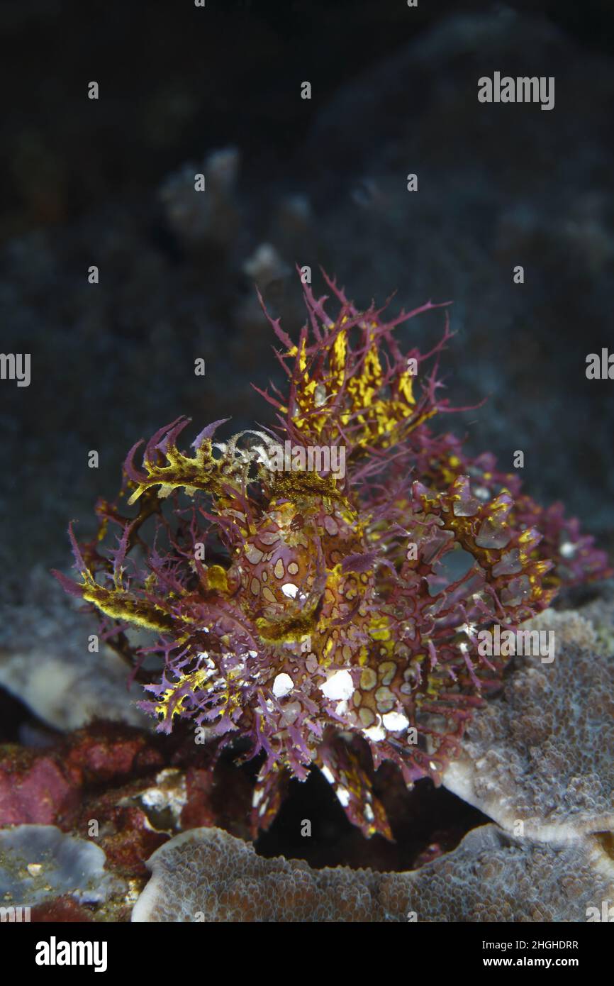 Rare species of scorpion hi-res stock photography and images - Alamy