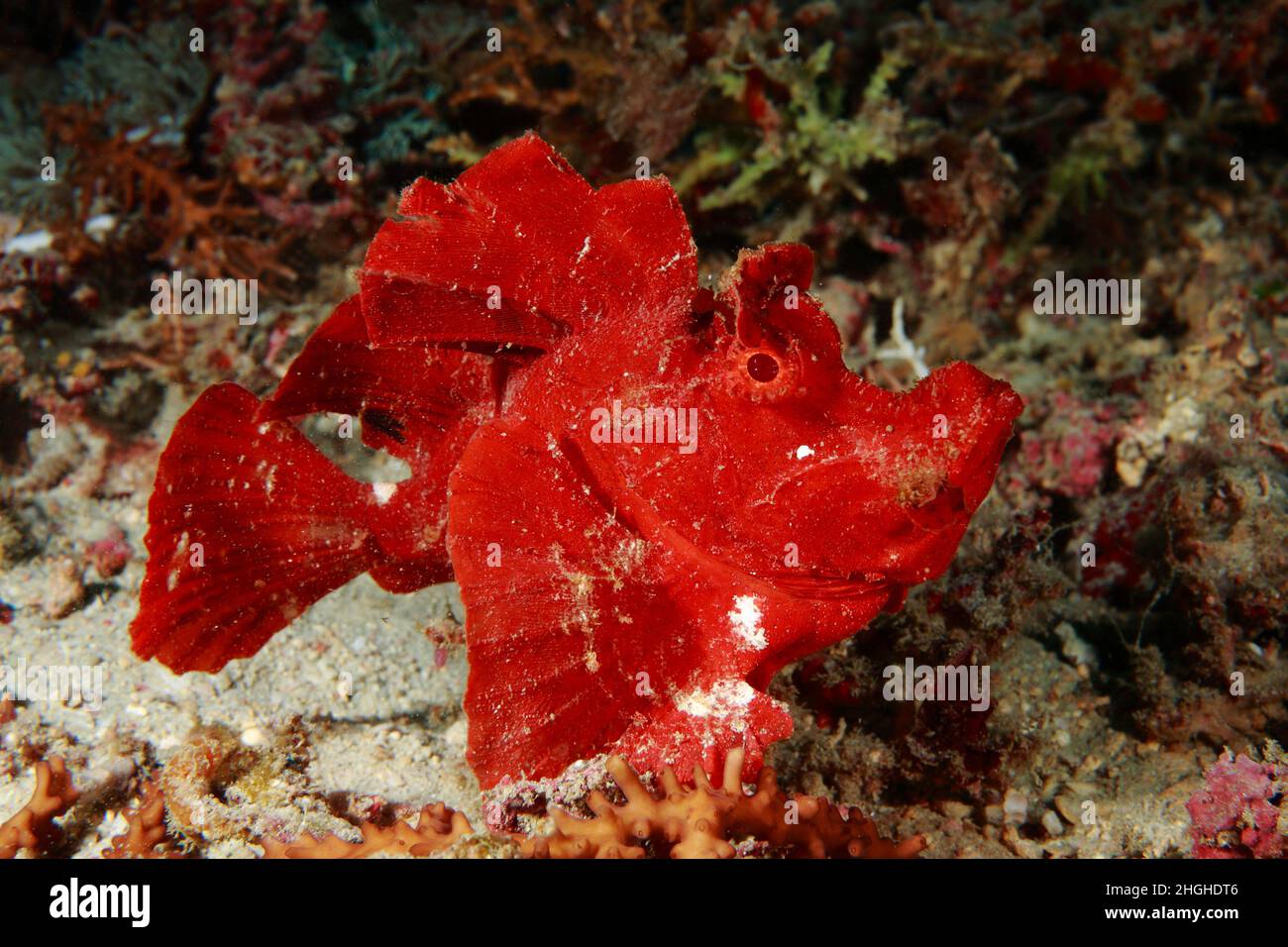 Rhinopia Scorpion fish , Frondosa or Eschmeyeri ,Philippines Stock ...
