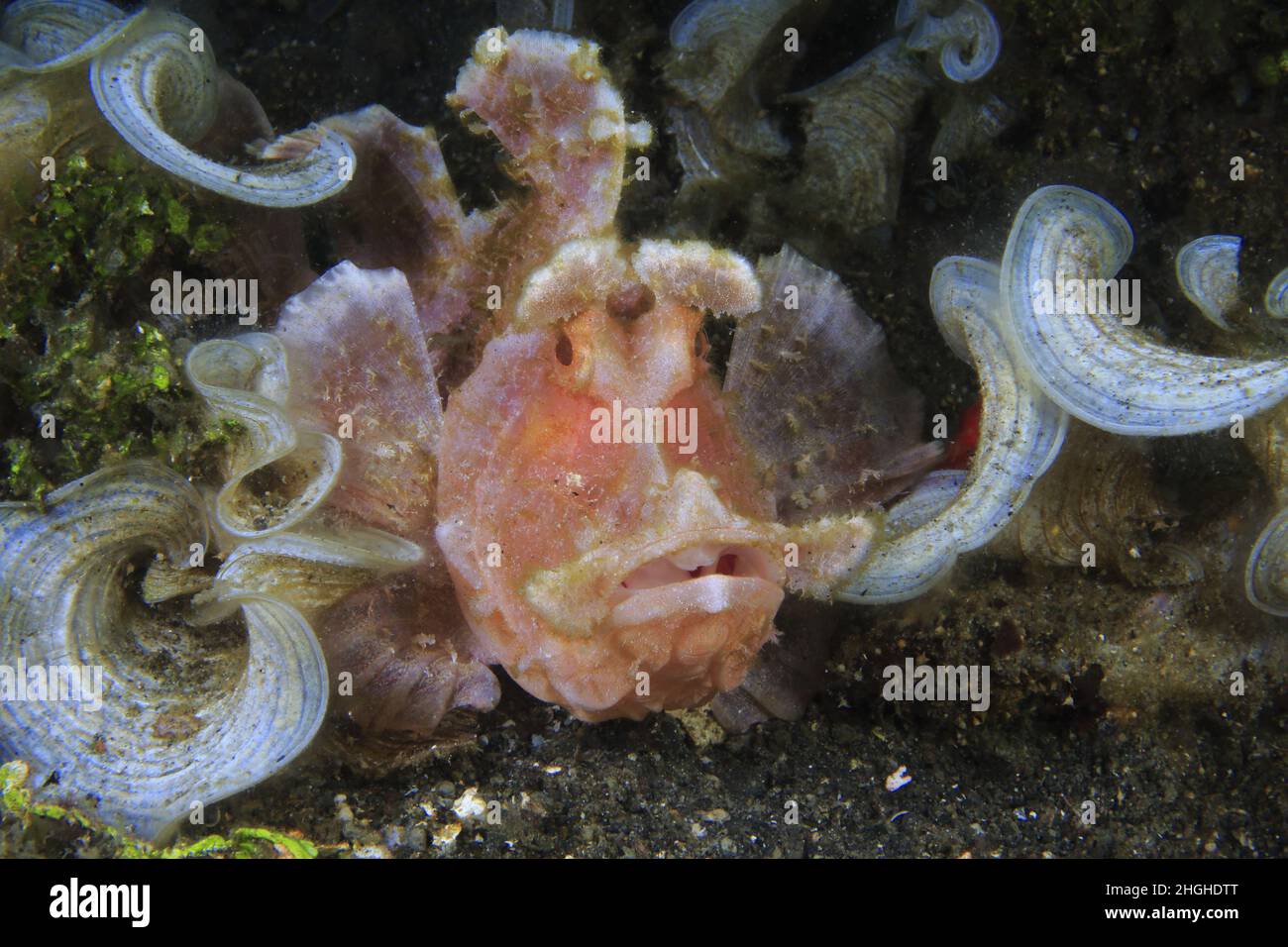 Rare species of scorpion hi-res stock photography and images - Alamy