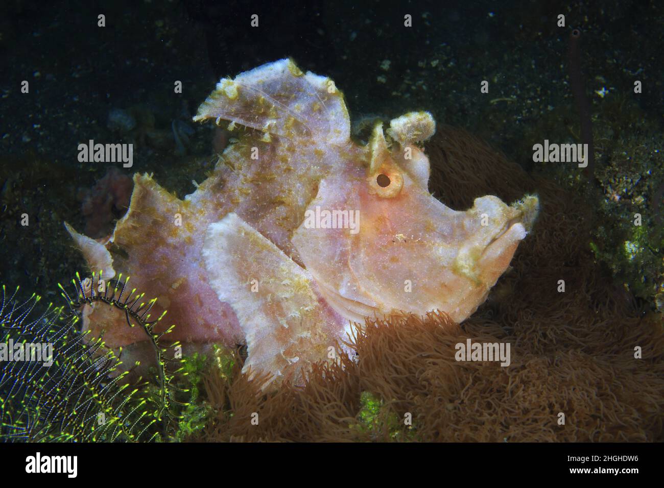 Rare species of scorpion hi-res stock photography and images - Alamy