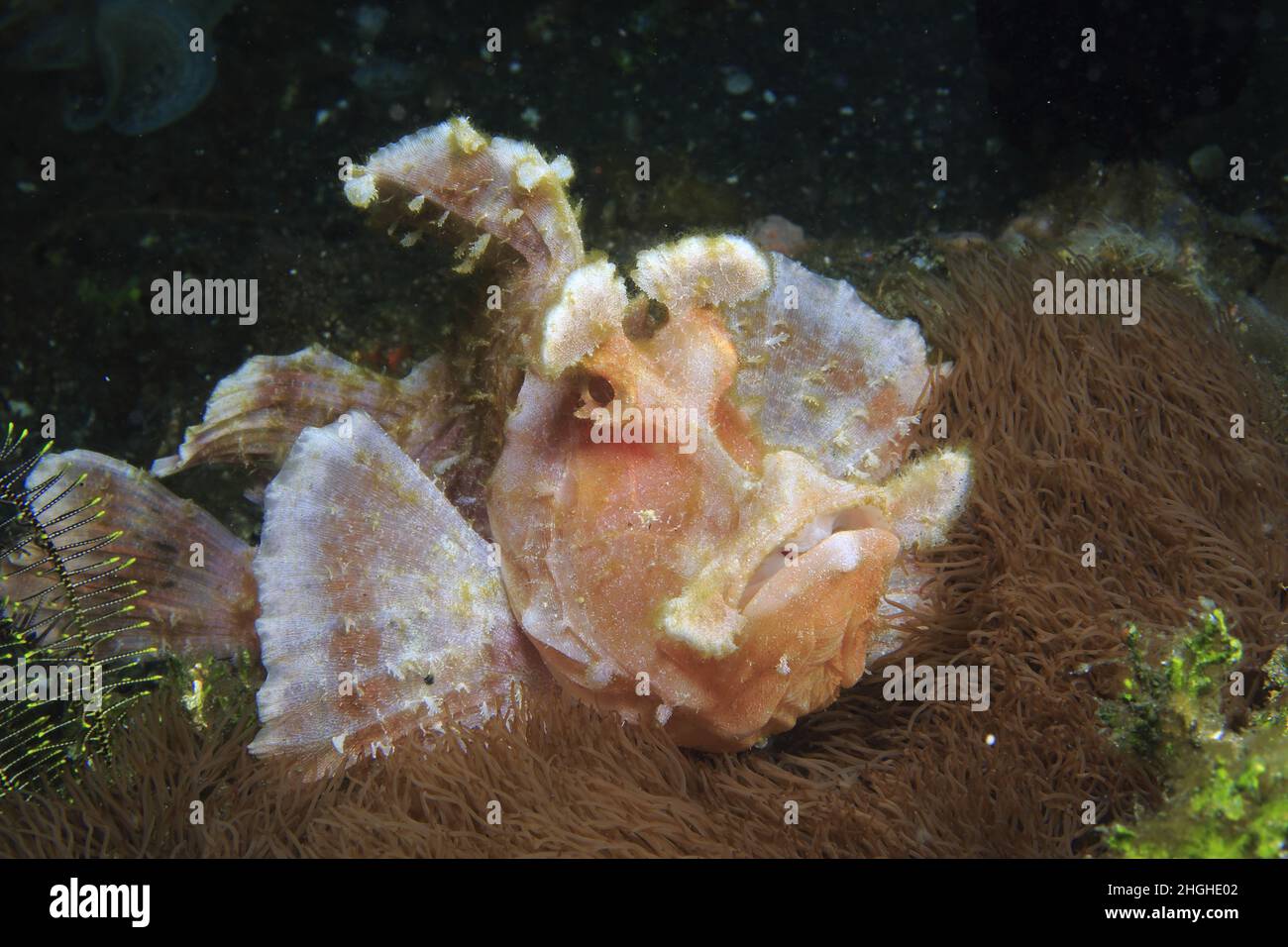 Rhinopia eschmeyeri hi-res stock photography and images - Alamy