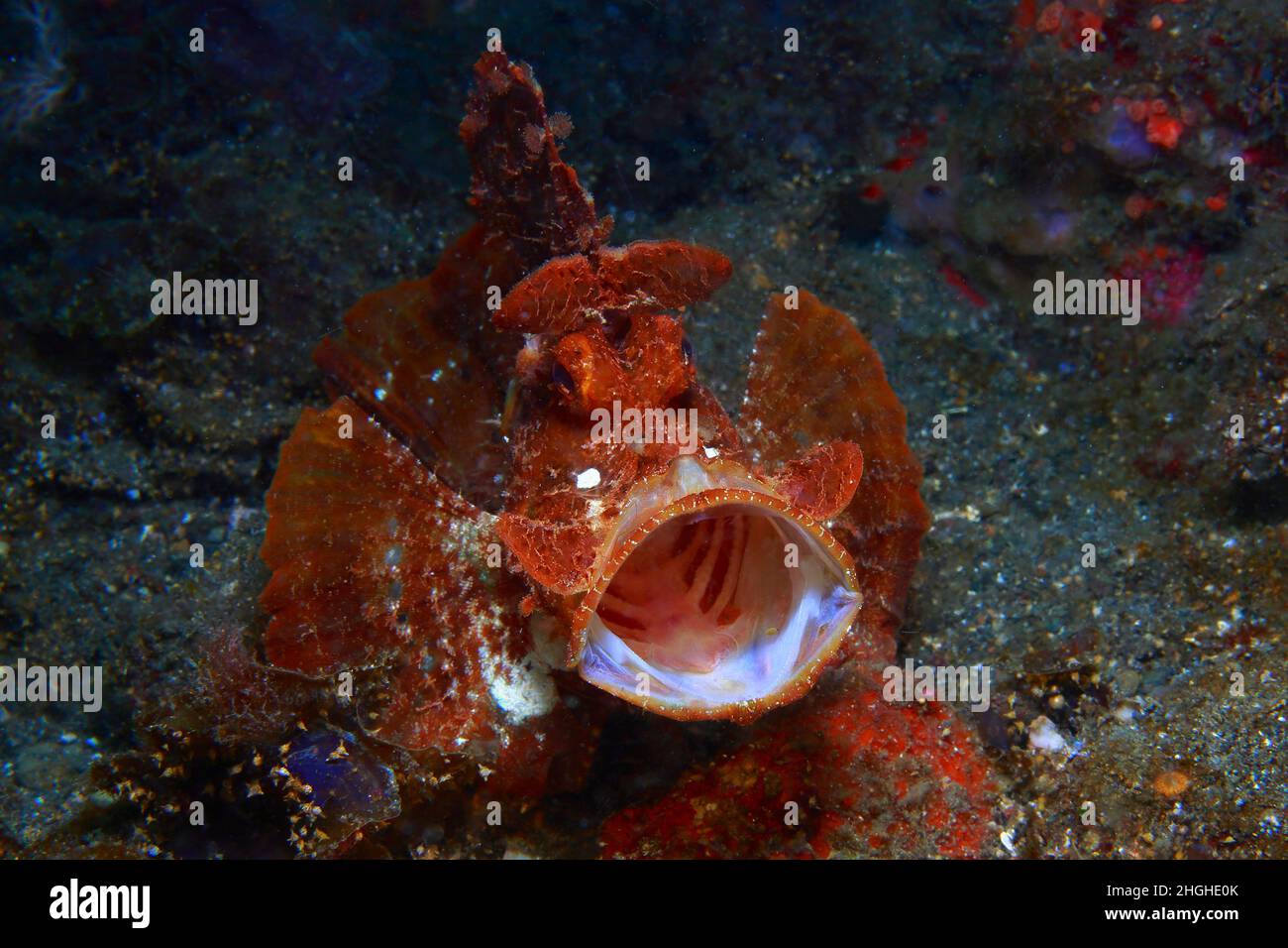 Rare species of scorpion hi-res stock photography and images - Alamy