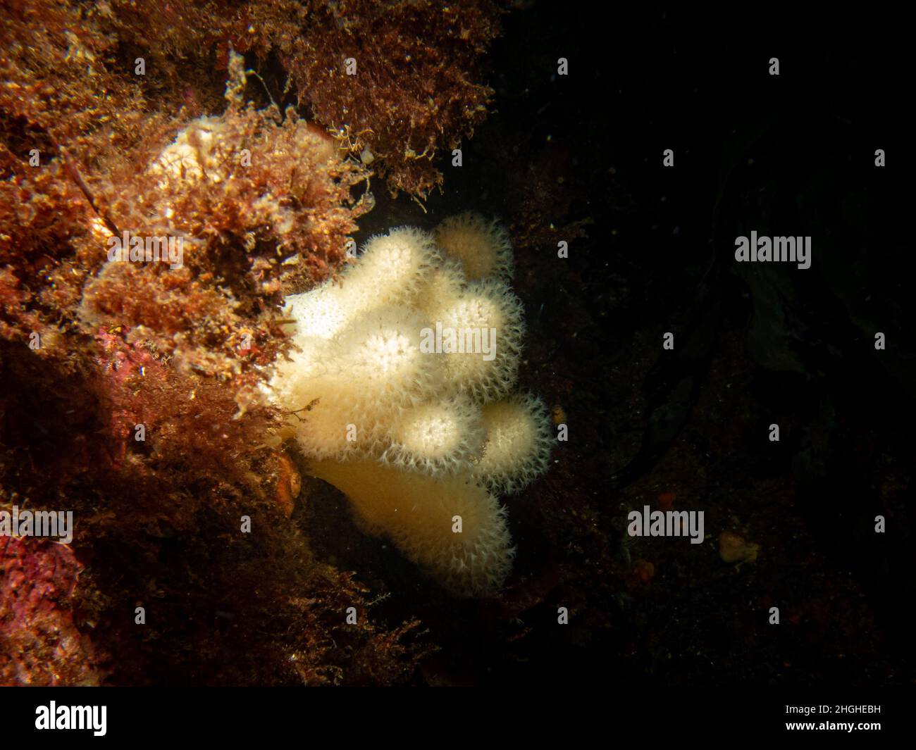 A closeup picture of a feeding soft coral dead man's fingers or ...
