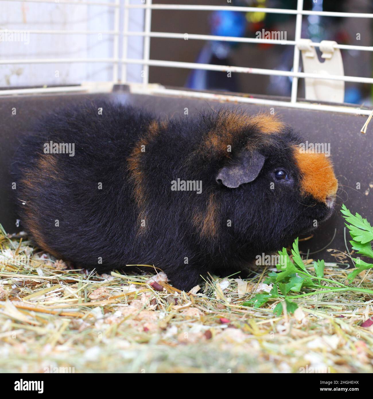 cute brown cavy near the dish Stock Photo - Alamy