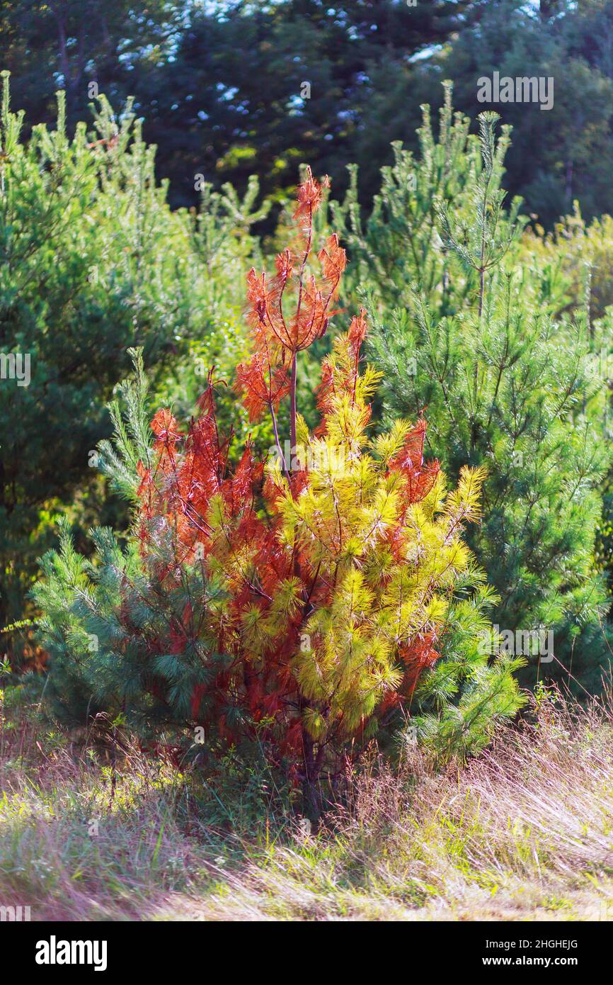 Golden Glowing Maple Tree in Autumn Stock Photo - Alamy