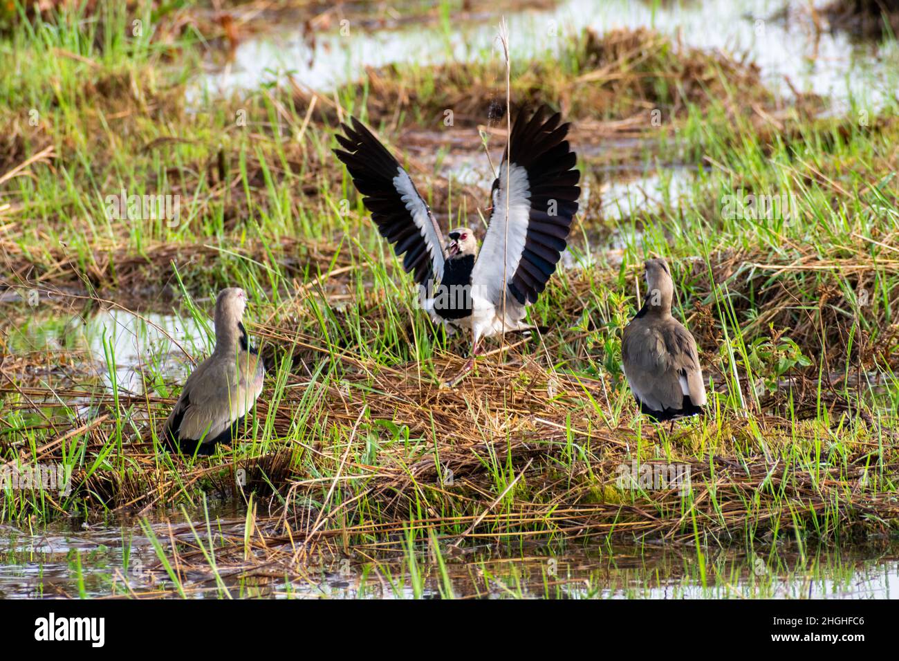 animals and landscapes representative of Colombian flora and fauna ...