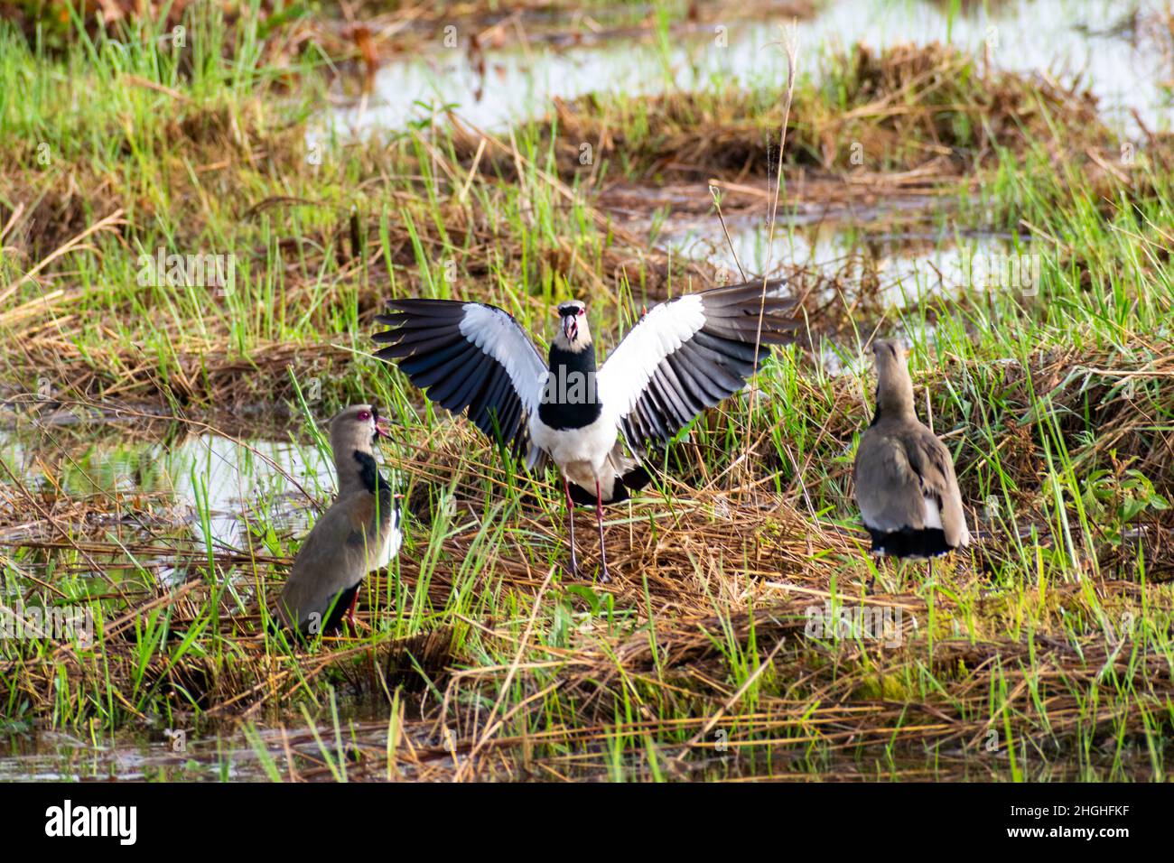 animals and landscapes representative of Colombian flora and fauna ...