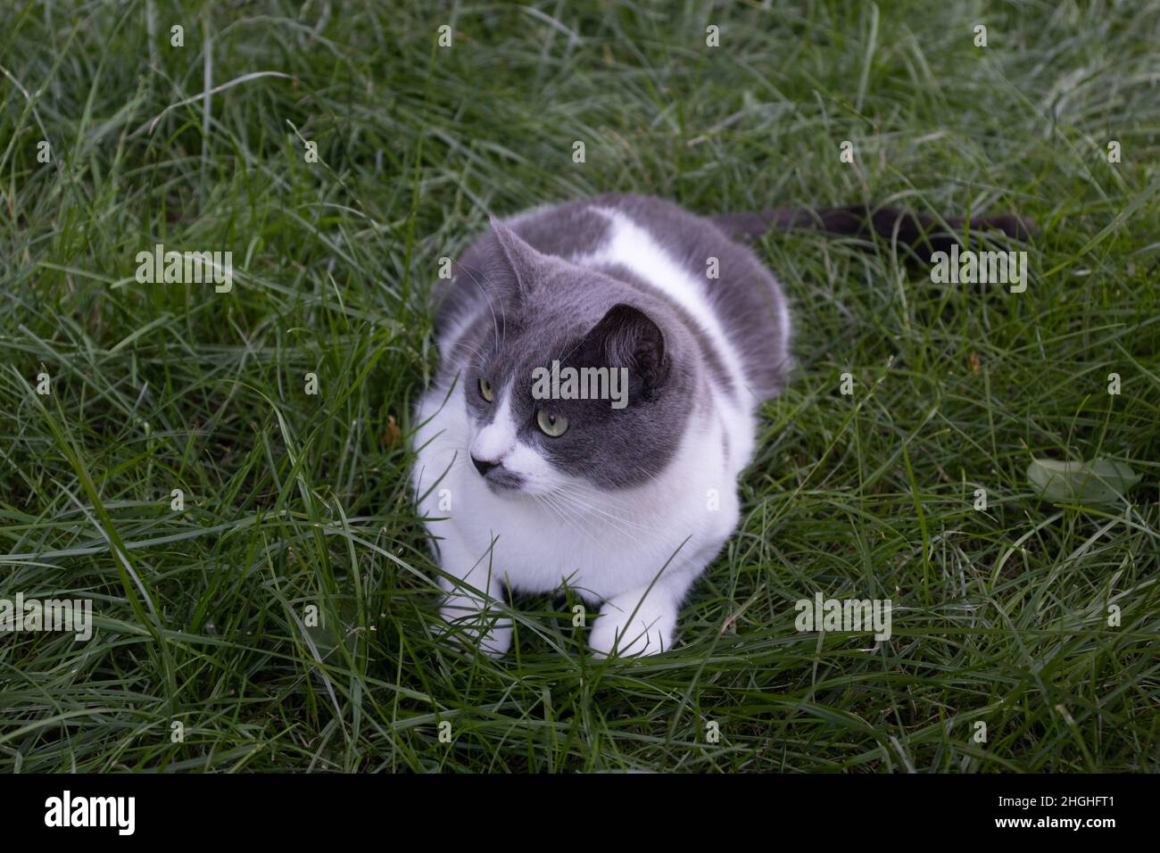 Scared cat in green grass. Domestic cat outdoor Stock Photo - Alamy