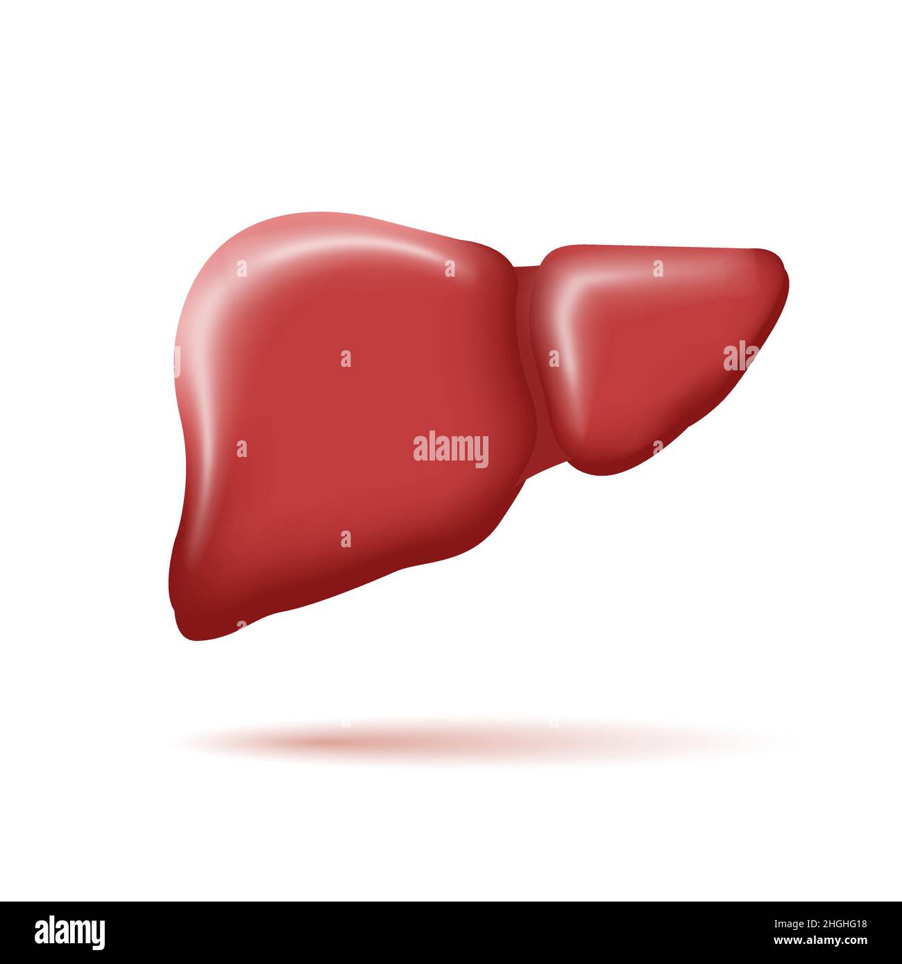 3d illustration of human liver, stylized graphic element Stock Vector ...