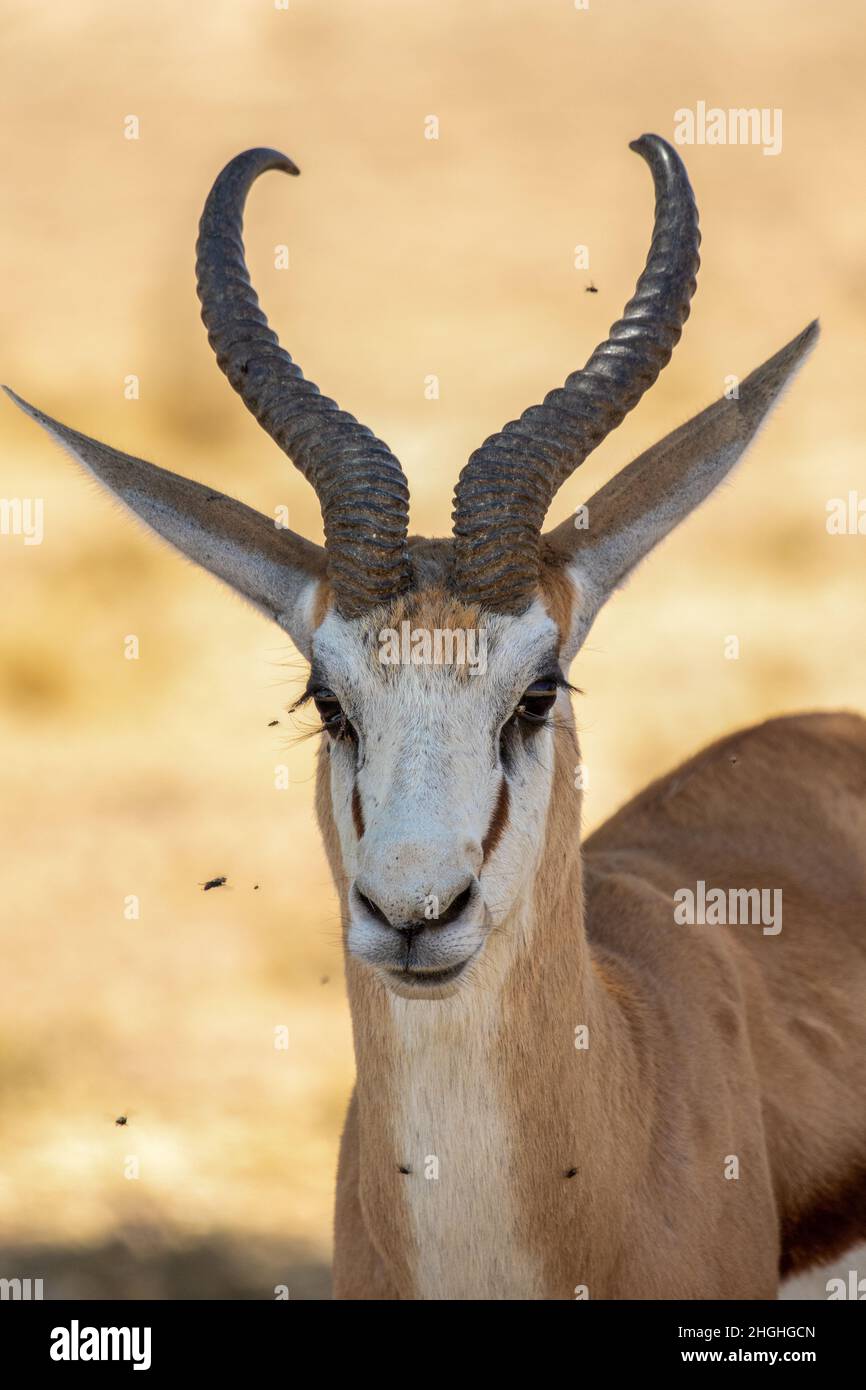 Springbok Ram in the Kgalagadi Stock Photo - Alamy