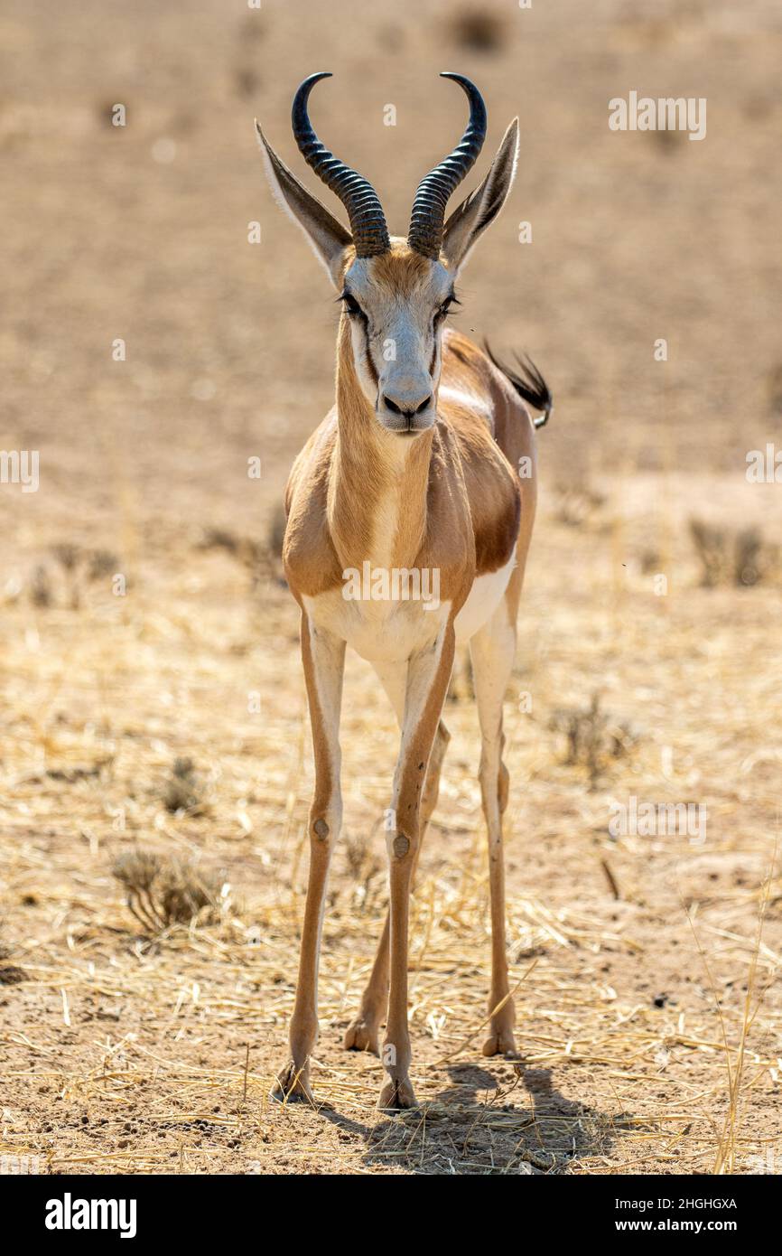 Springbok Ram in the Kgalagadi Stock Photo - Alamy