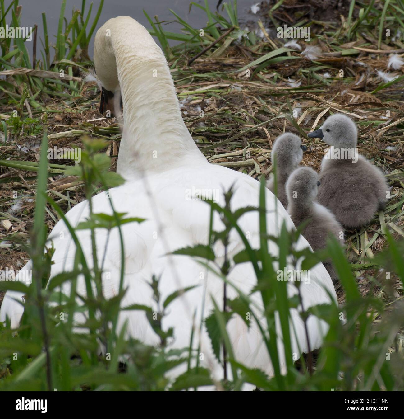 Image from project following a swan family on the banks of the river ...