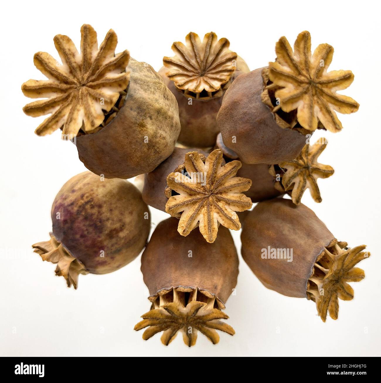 Poppy Seed Pods High Resolution Stock Photography and Images - Alamy