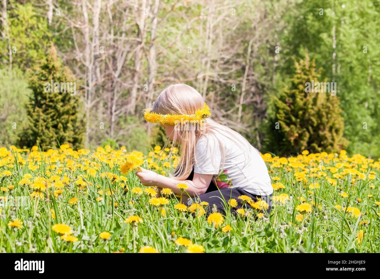 Cute little blonde girl on the meadow with yellow dandellion flowers in ...