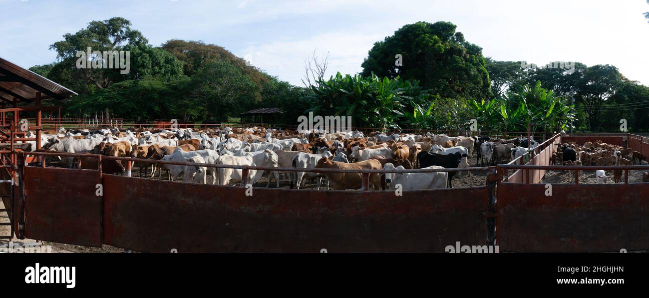 animals and landscapes representative of Colombian flora and fauna ...