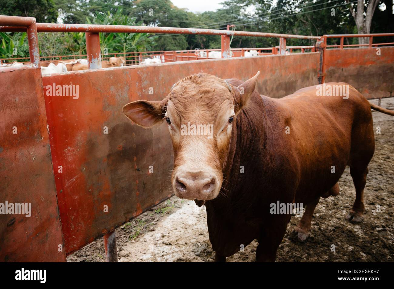 animals and landscapes representative of Colombian flora and fauna ...