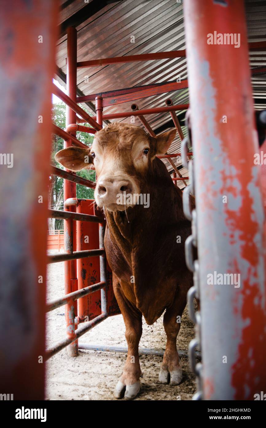 animals and landscapes representative of Colombian flora and fauna ...