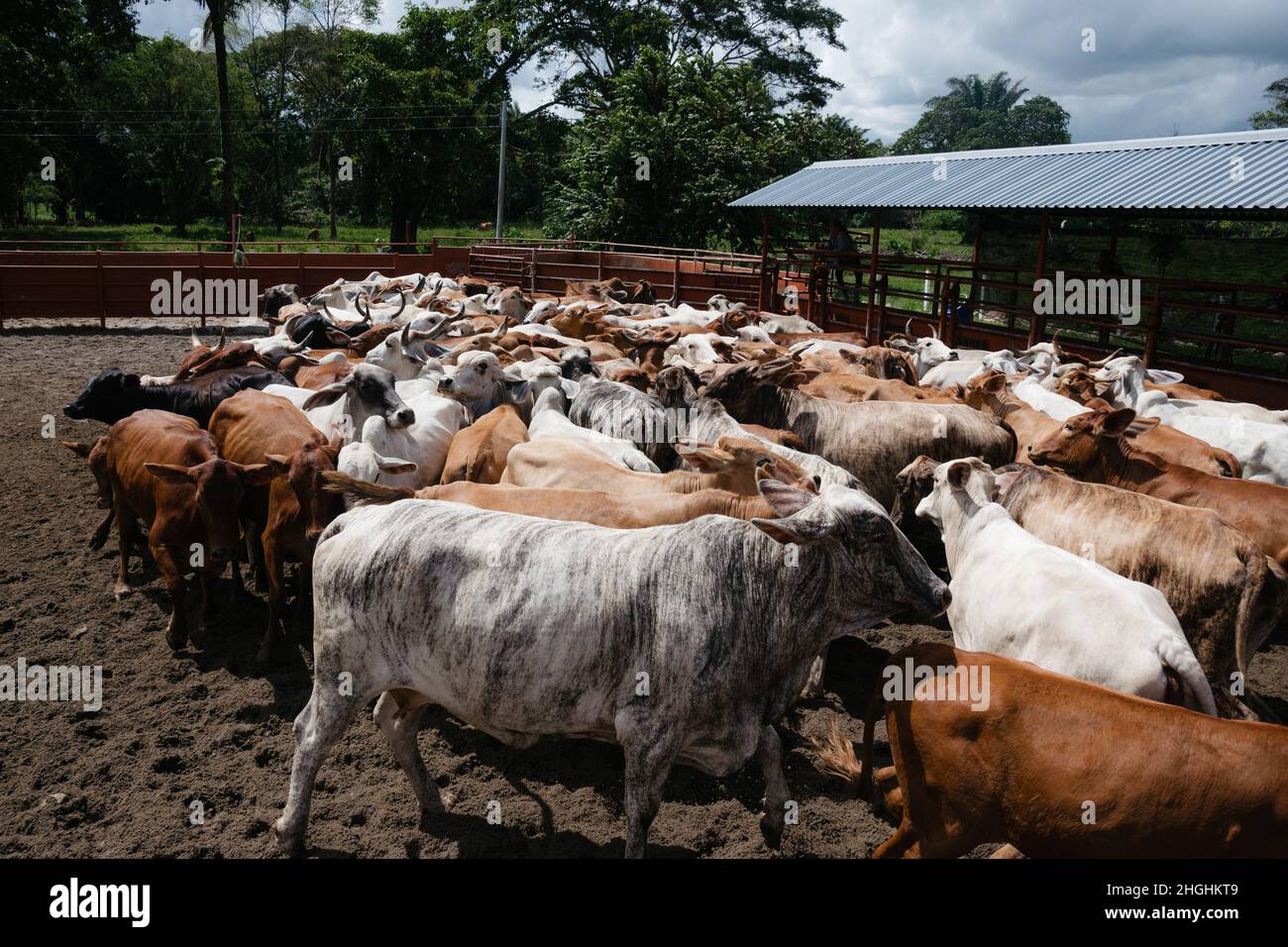 animals and landscapes representative of Colombian flora and fauna ...