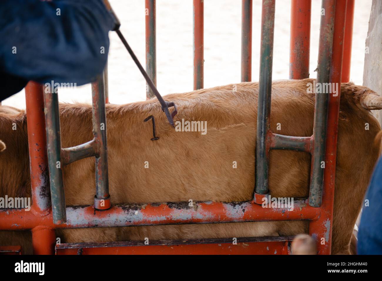 animals and landscapes representative of Colombian flora and fauna ...