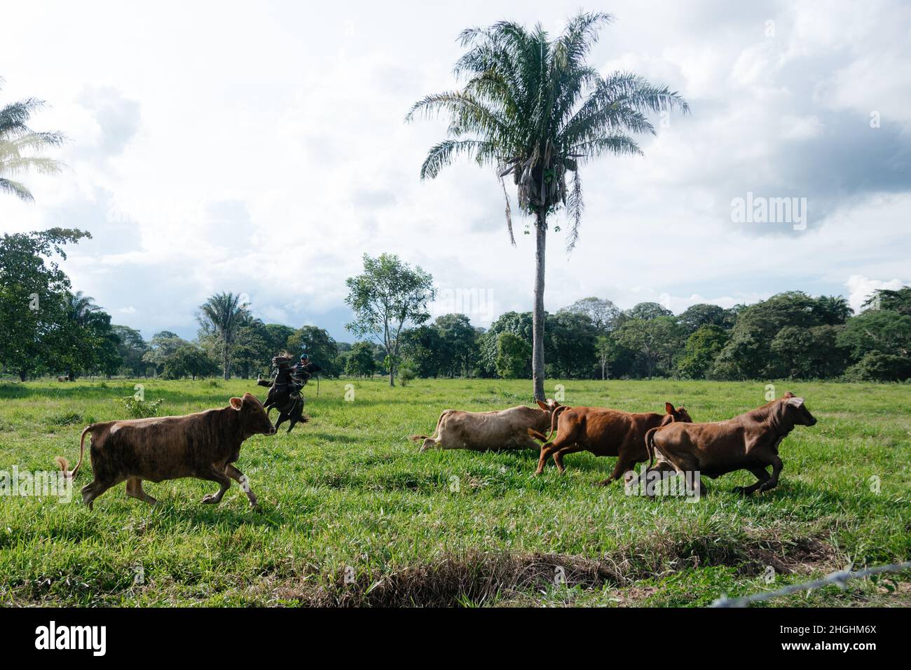 animals and landscapes representative of Colombian flora and fauna ...