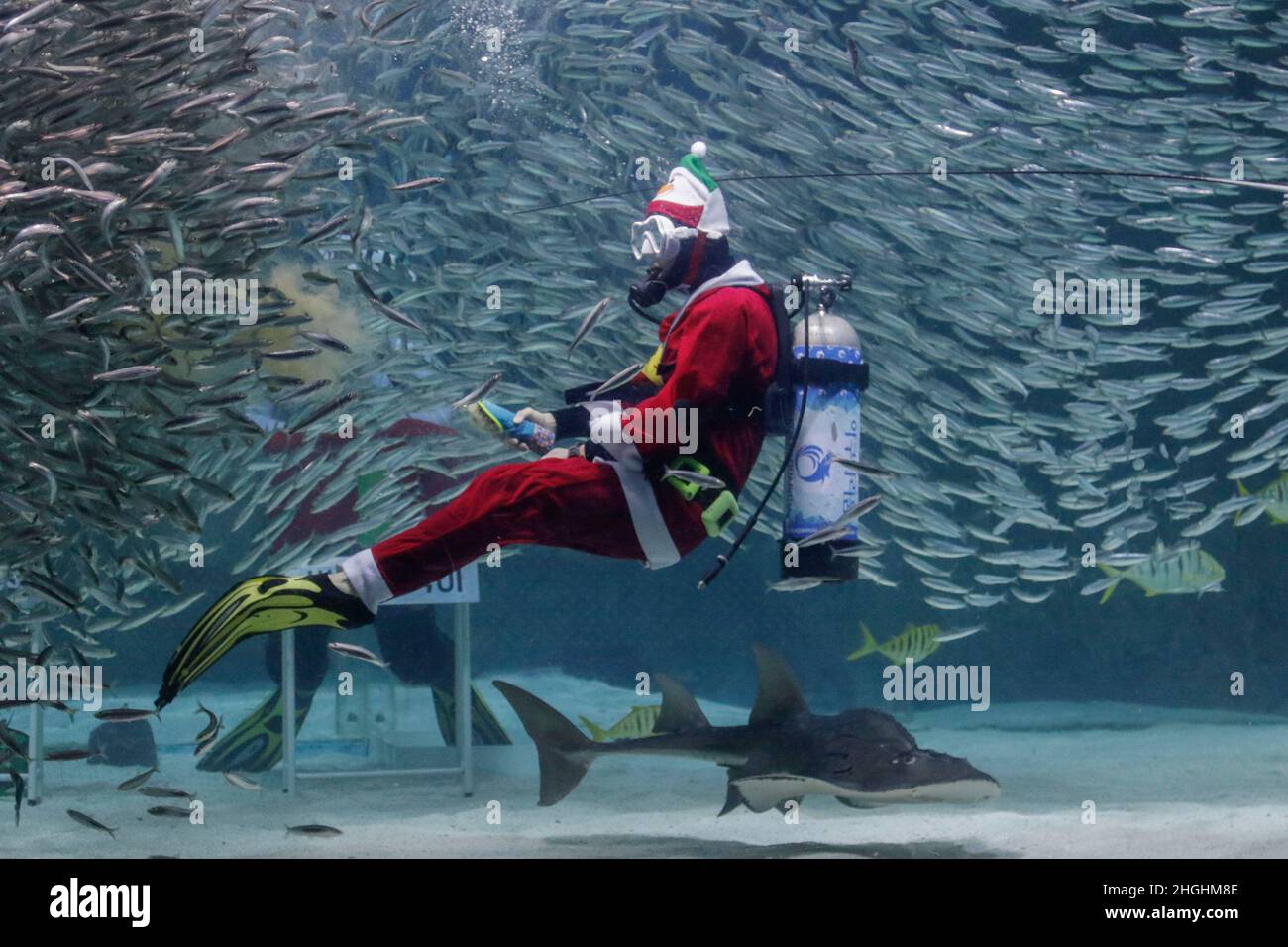 A Diver wearing a Santa Claus outfit swims with fish in a aquarium ...