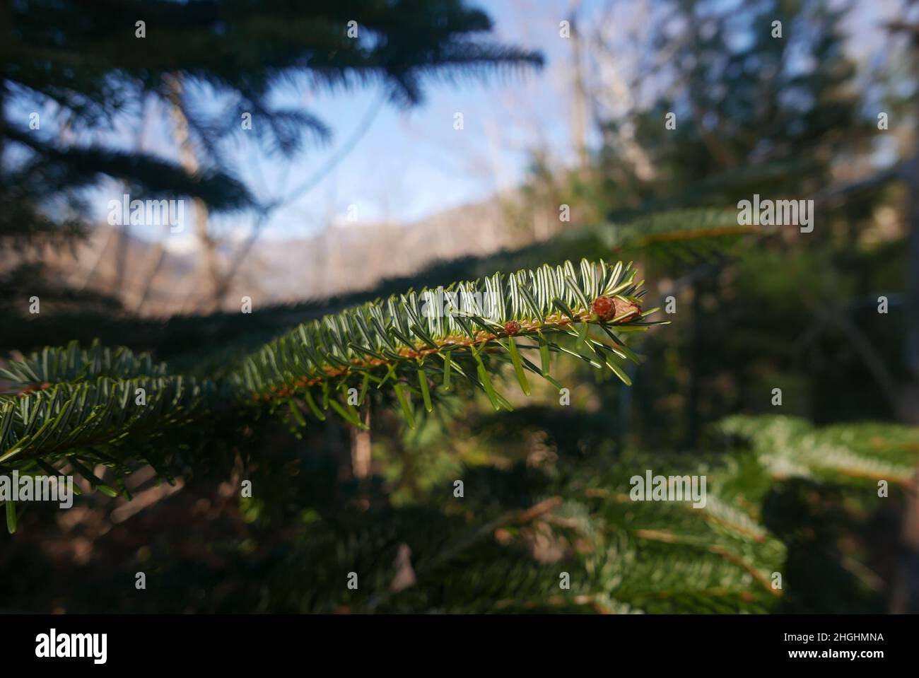 needle in Switzerlands close up , Spruce trees Stock Photo - Alamy