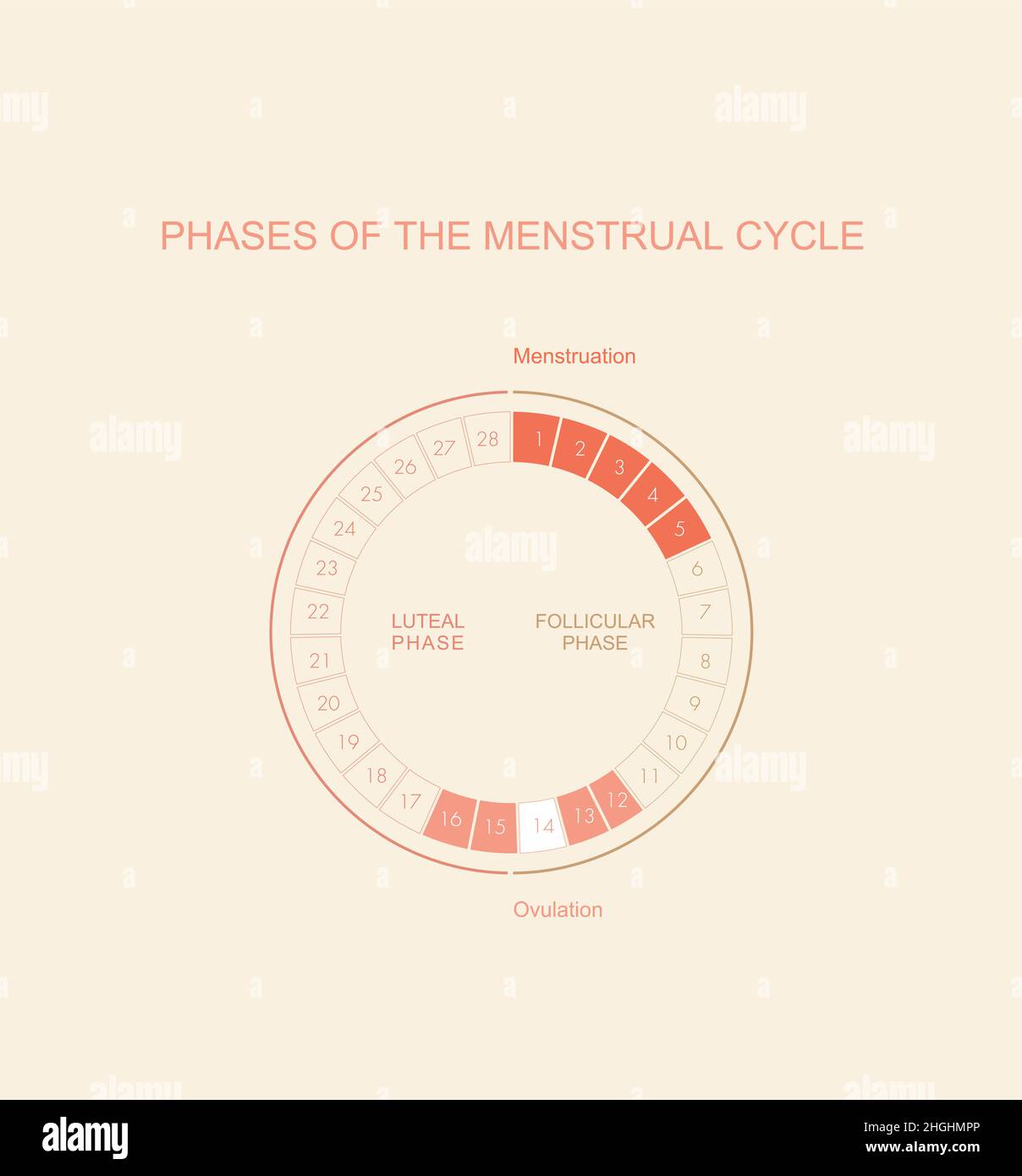 Menstrual Cycle Chart The Four Main Phases Female Average Cycle Days Menstrual Cycle Chart The Four Main Phases Female Average Cycle Days