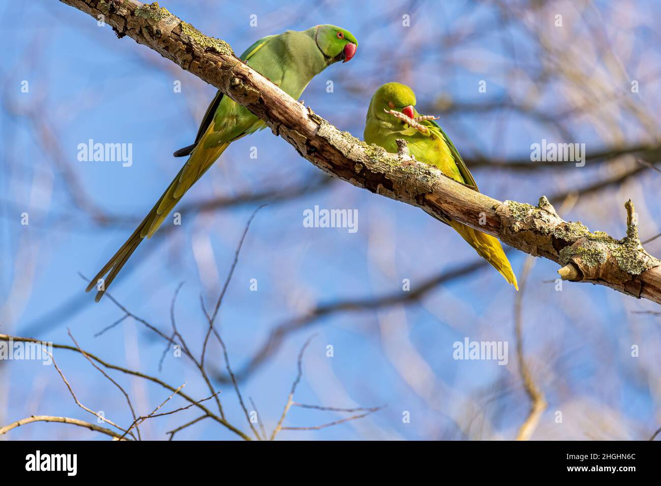 Ring-necked parakeet, or a Rose-ringed parakeet Psittacula krameri in a ...