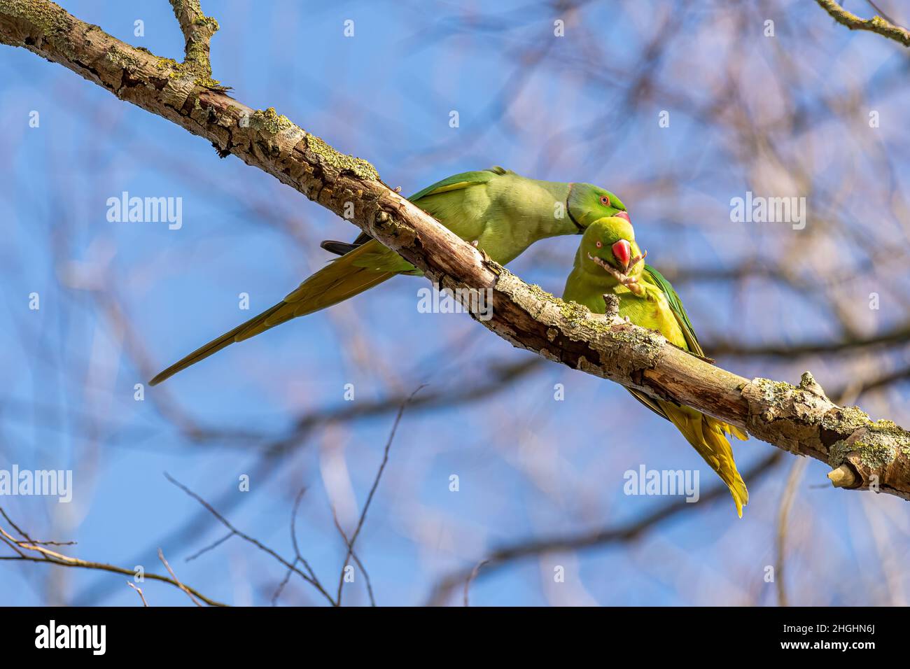Ring-necked parakeet, or a Rose-ringed parakeet Psittacula krameri in a ...