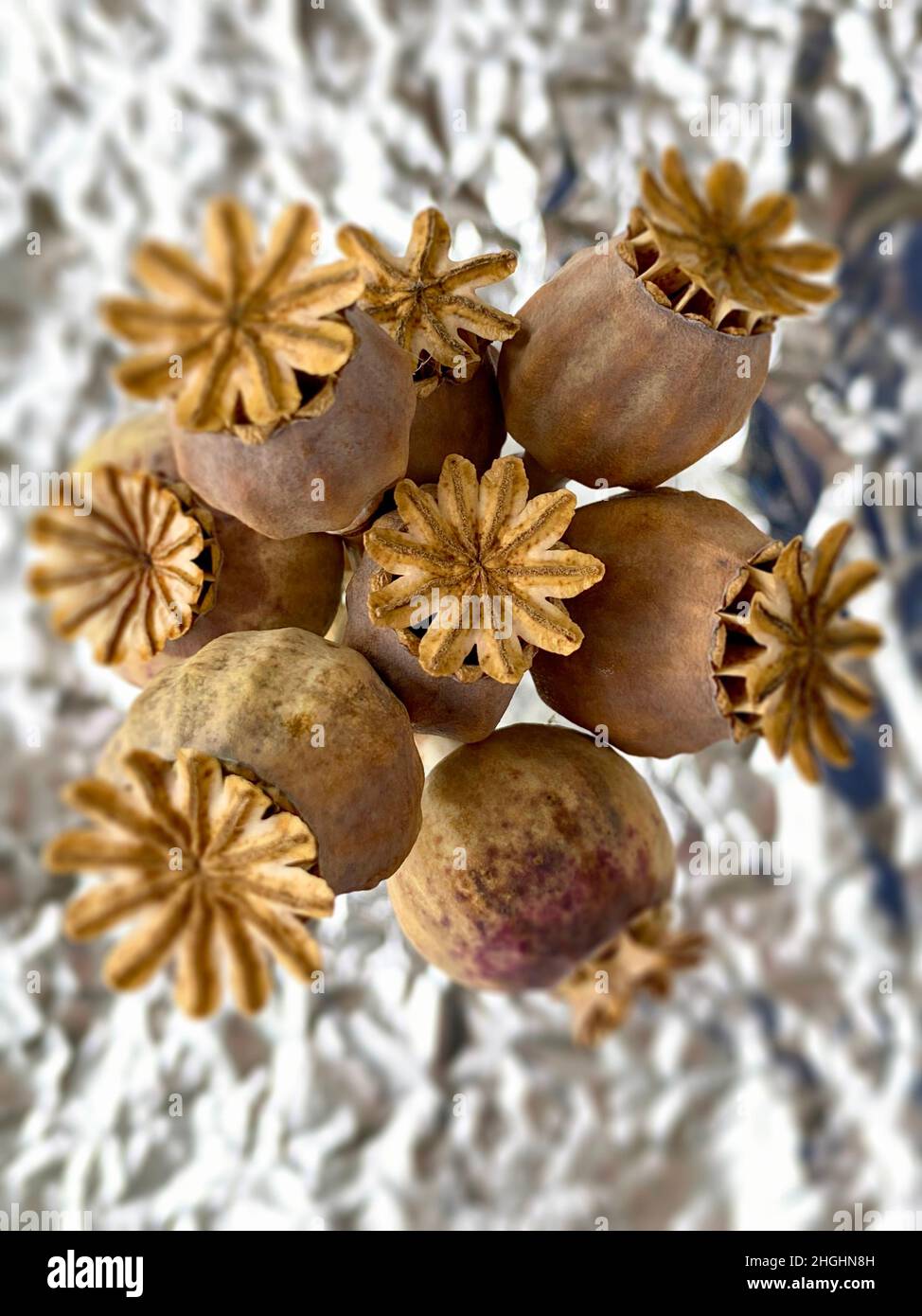 Poppy seed pods hi-res stock photography and images - Alamy