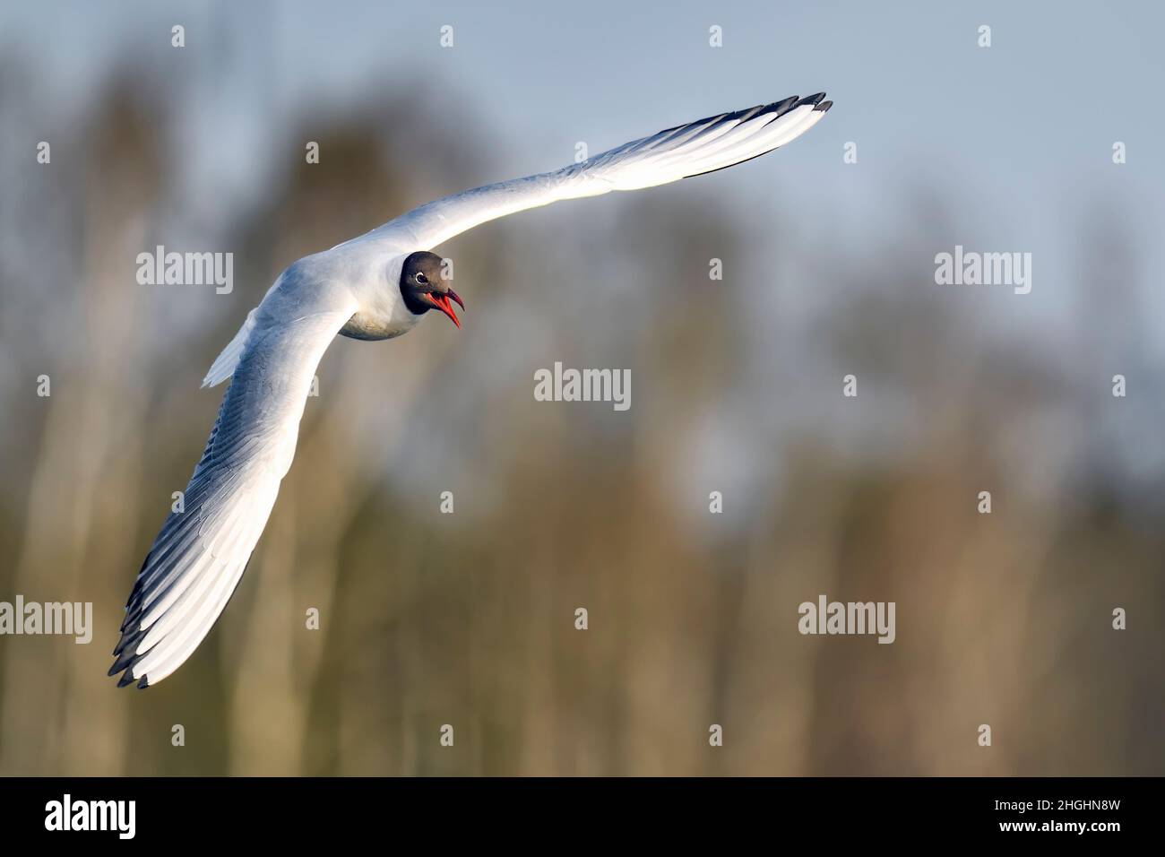 Flapping wing hi-res stock photography and images - Alamy