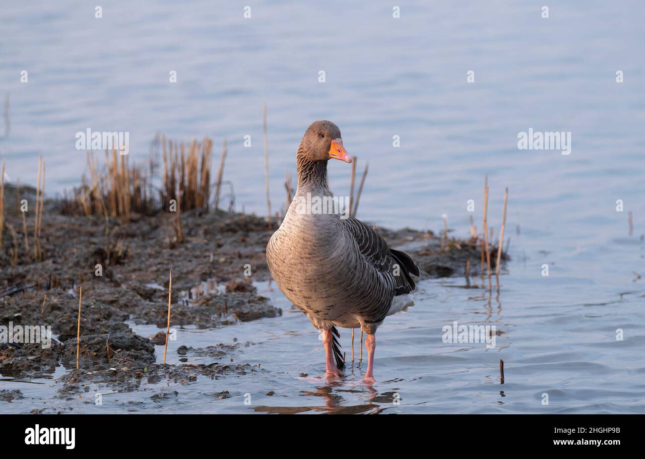 Lag goose hi-res stock photography and images - Alamy