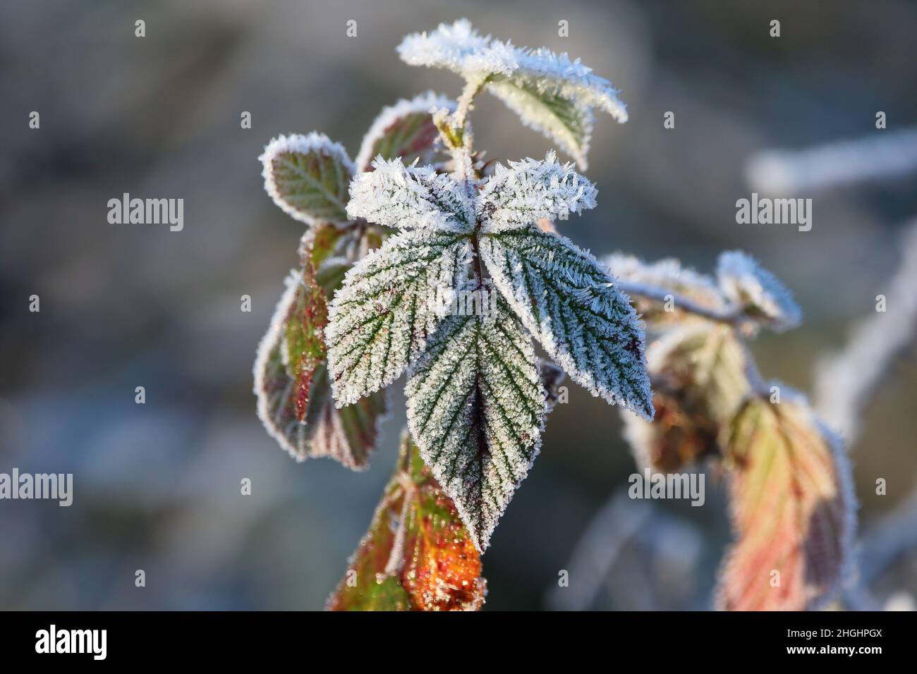 Frosted bramble leaves Stock Photo - Alamy