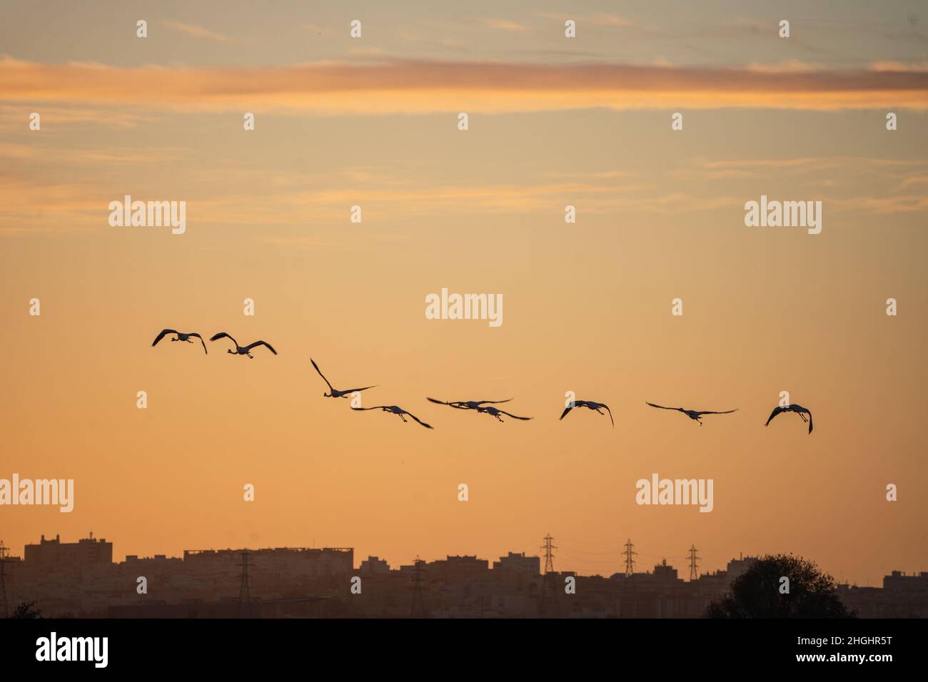 Pink flamingos at sunset hi-res stock photography and images - Alamy