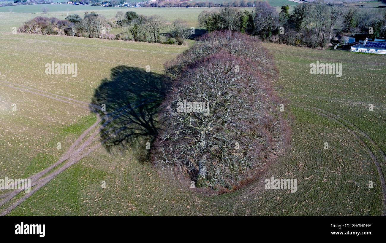 A Seasonal, Winter aerial view of a Tree and its shadow, in a field on ...