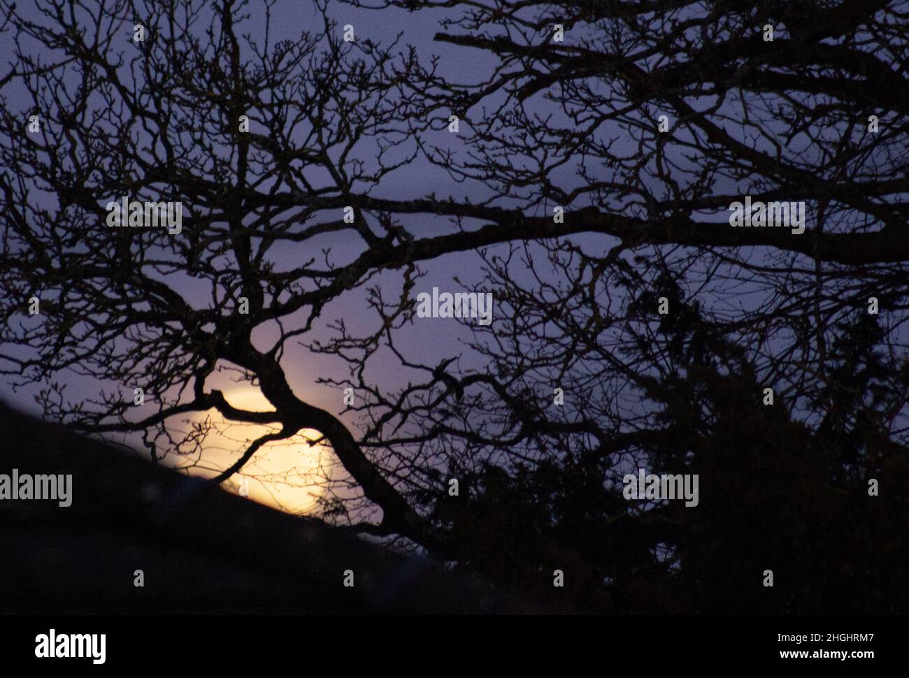 Full Moon setting behind trees and houses Stock Photo - Alamy