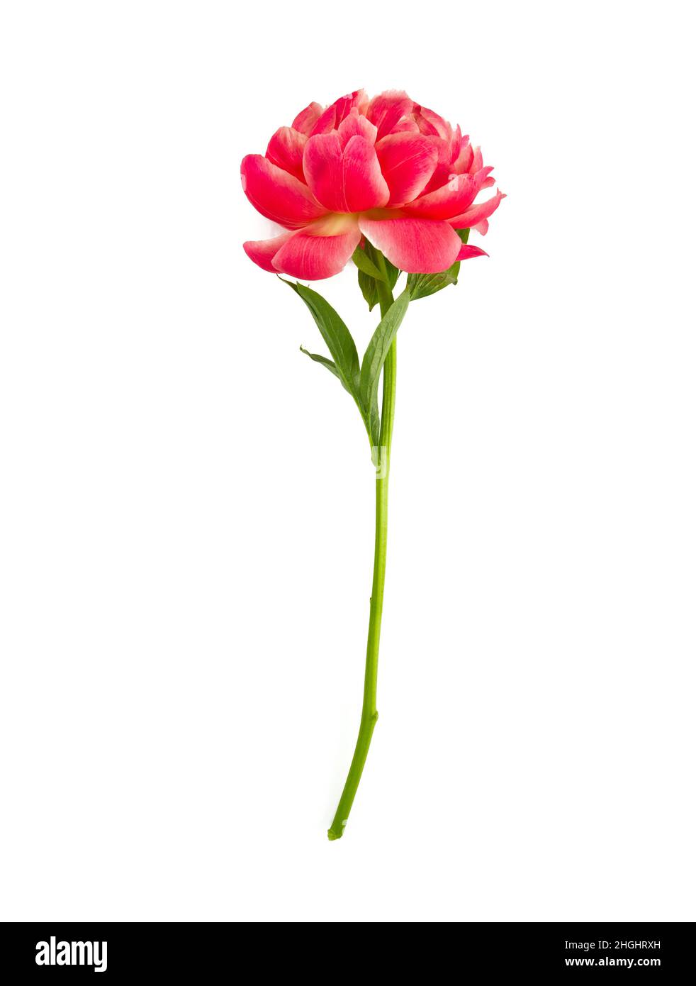 beautiful peonies isolated on white Stock Photo - Alamy