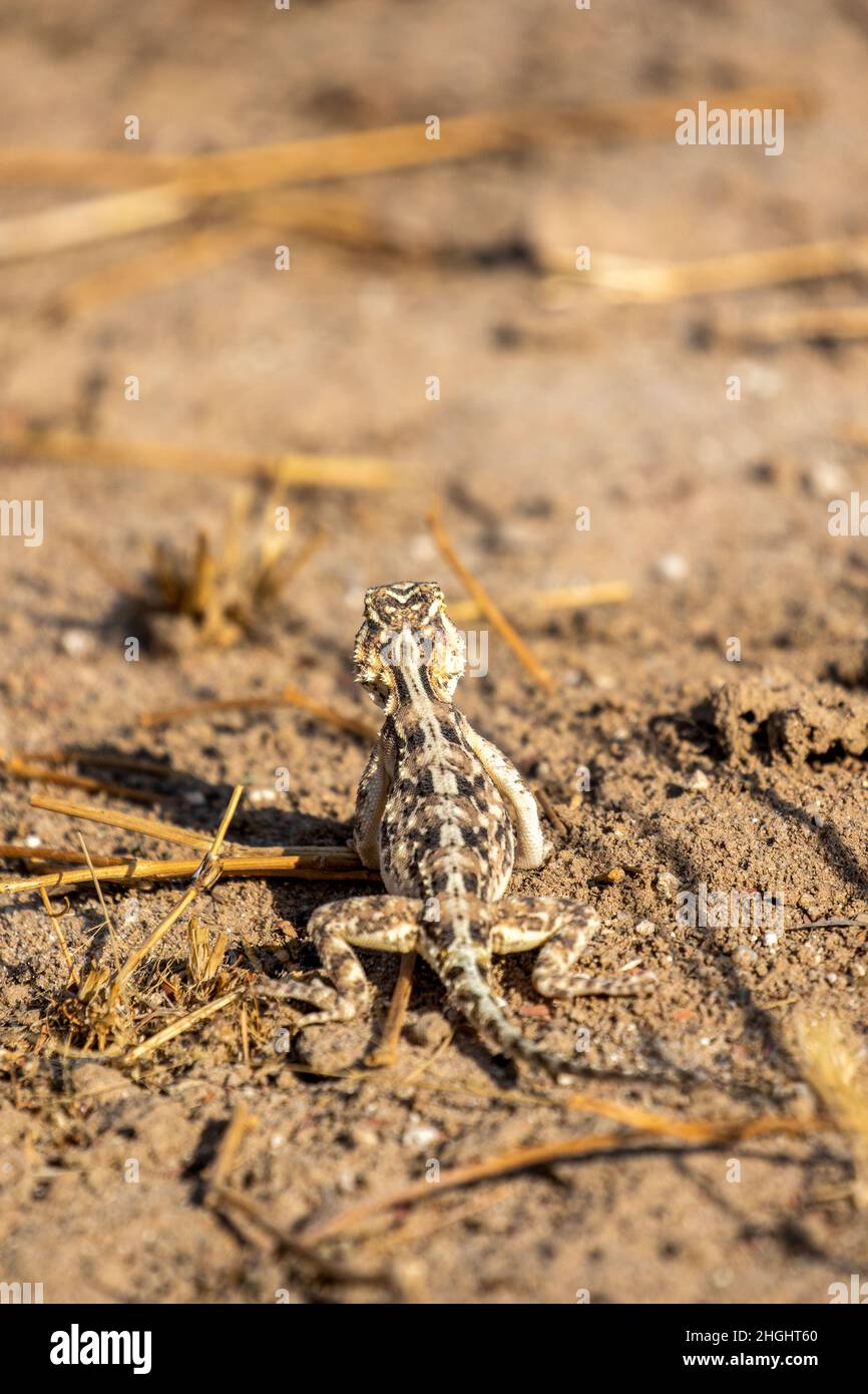 Ground agama hi-res stock photography and images - Alamy