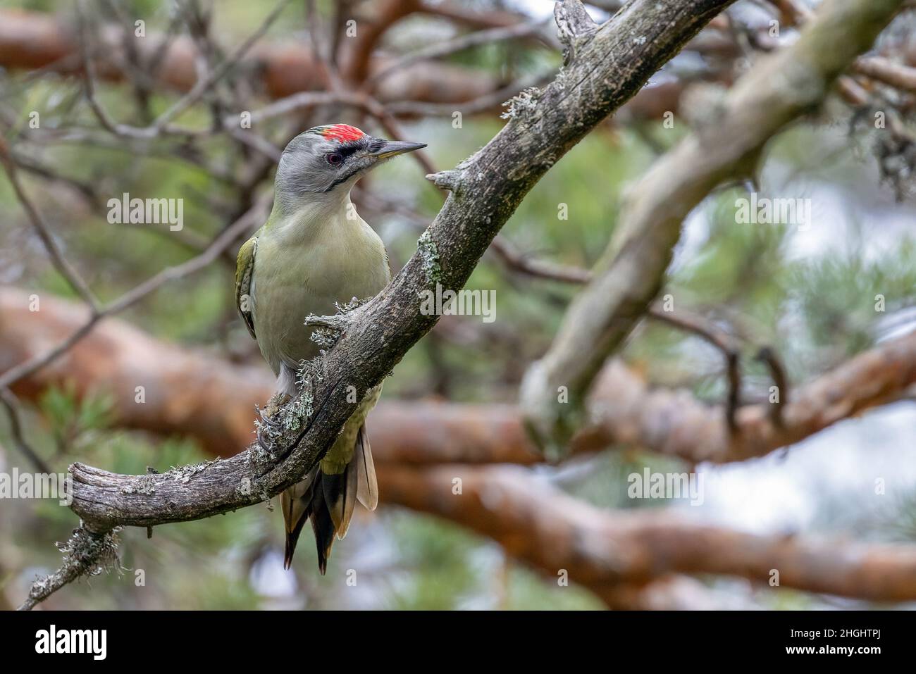 Grey headed woodpecker male hi-res stock photography and images - Alamy