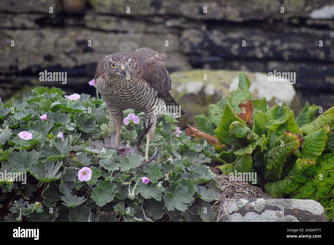 Female Hen Harrier Stock Photo - Alamy