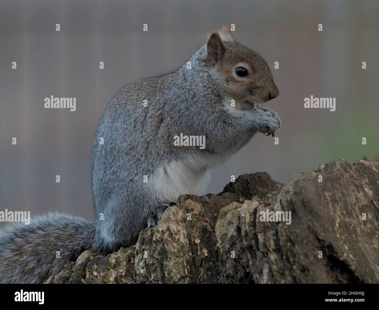 Furry Gray Squirrel High Resolution Stock Photography and Images - Alamy