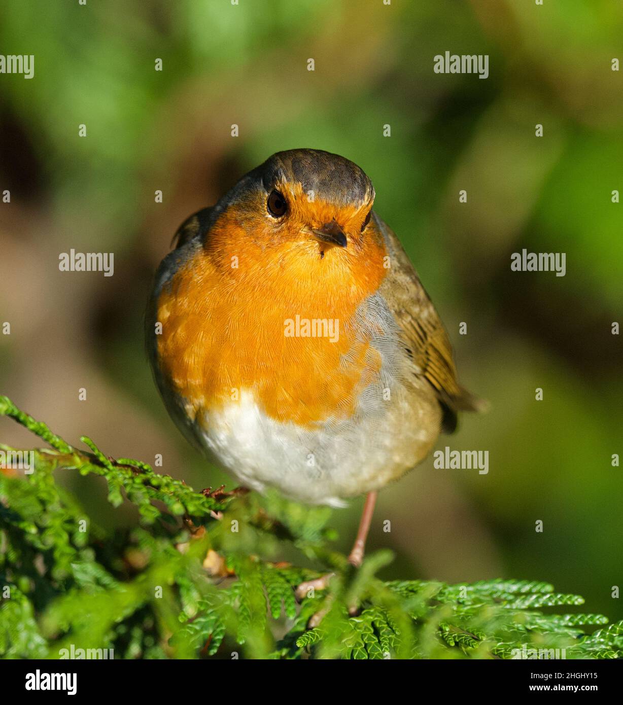 Perched on park art hi-res stock photography and images - Alamy