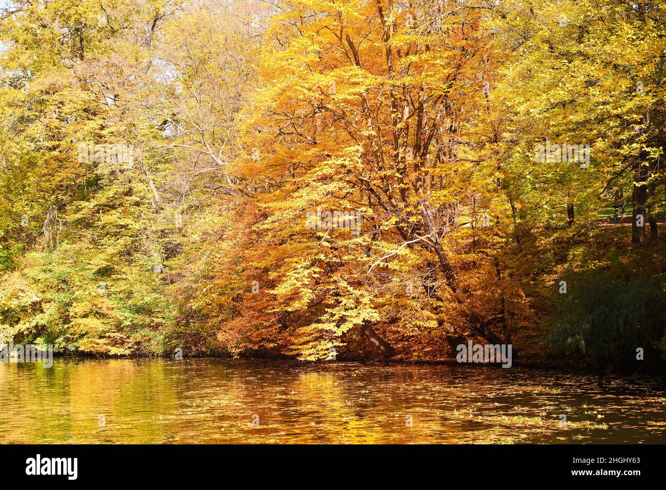 Beautiful lake with autumn trees in park Stock Photo - Alamy