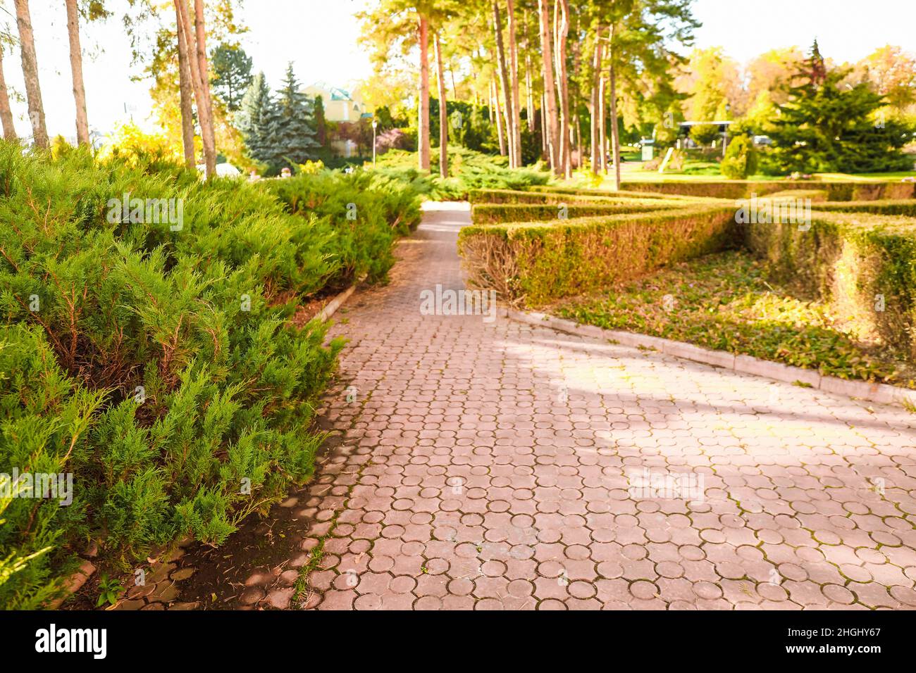 Many beautiful trees pathway hi-res stock photography and images - Alamy