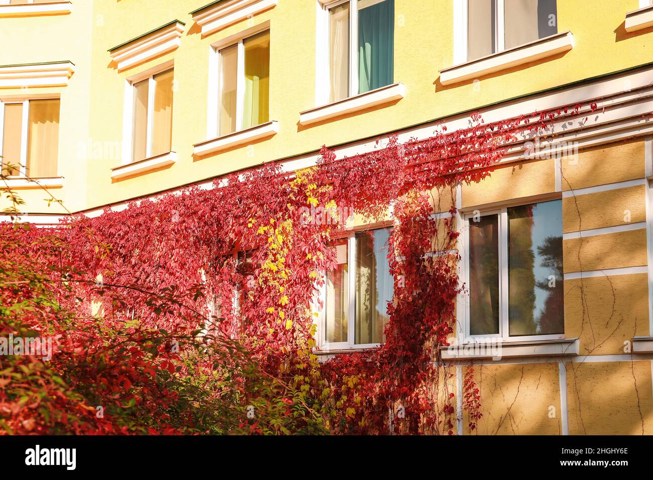 Autumn ivy leaves covering wall of building Stock Photo - Alamy