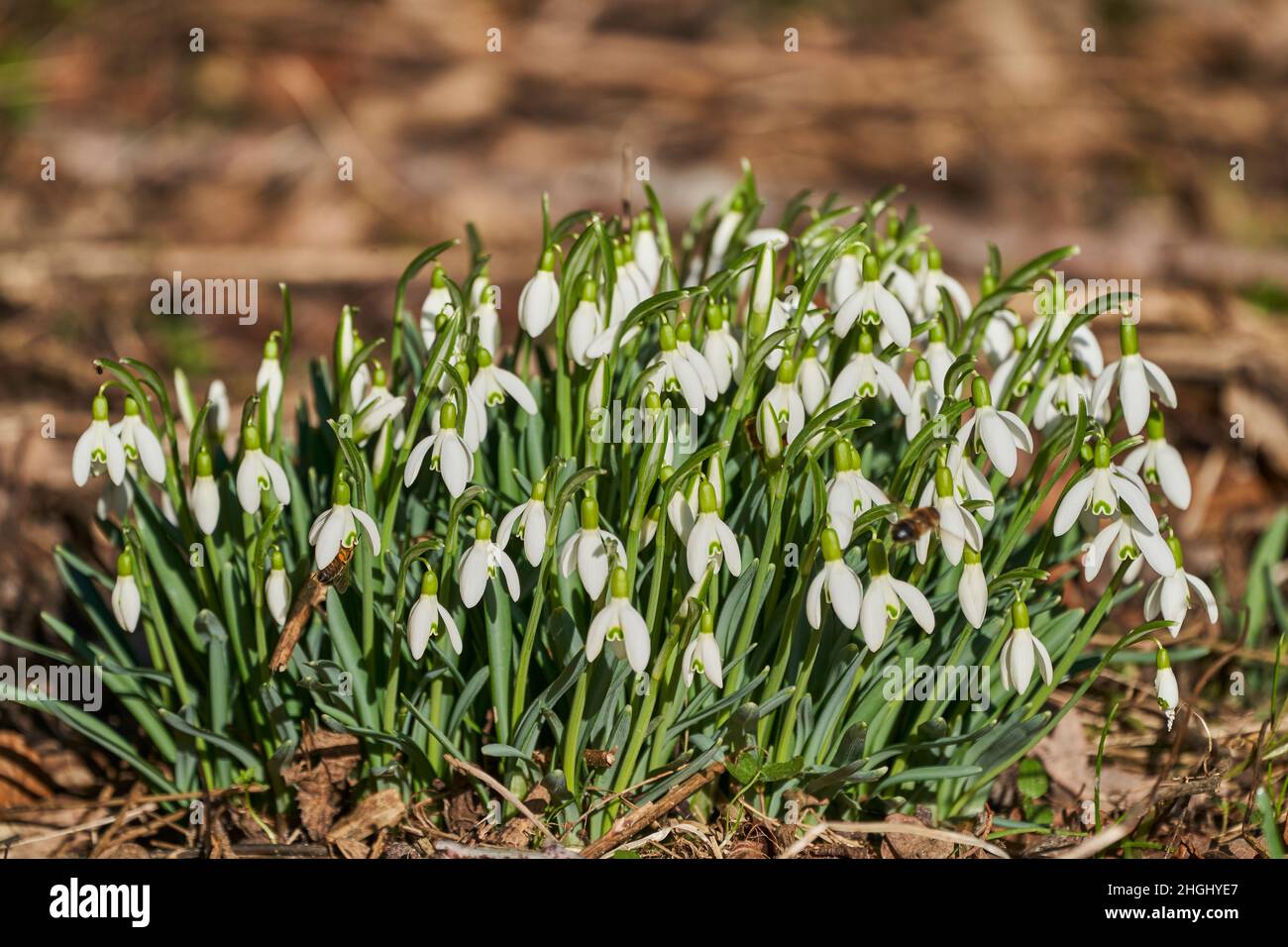 Bell shaped snowdrop hi-res stock photography and images - Alamy